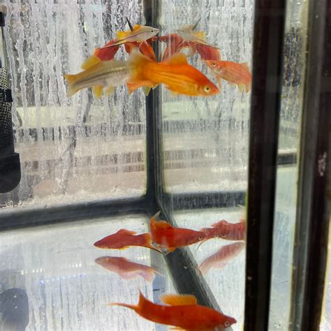 Assorted Swordtails
