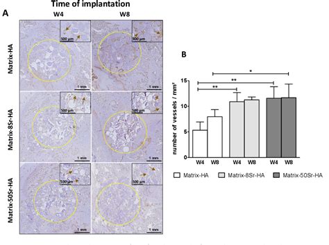 Figure 5 From Bone Regeneration In Small And Large Segmental Bone