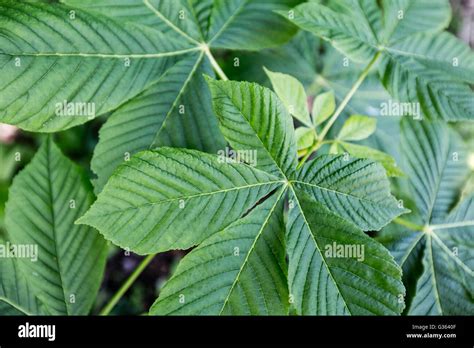 Chestnut Tree Leaf The American Chestnut Tree Foundation And Efforts