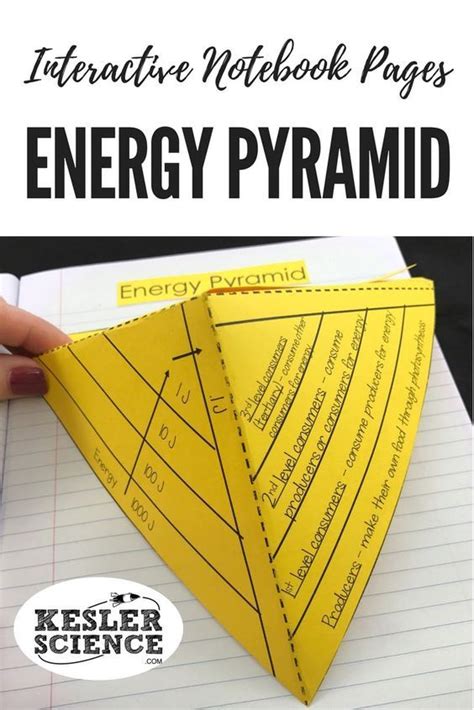 Ecosystems Interactive Notebook Pages Energy Pyramid Foldable Energy