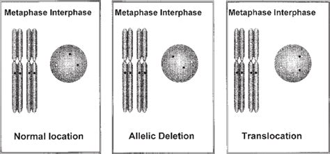 Mixtures Of Sequence Specific Probes Download Scientific Diagram