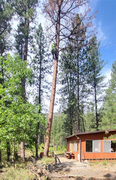 apex tree service great falls mt tree removal experts