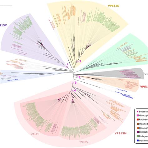 Maximum Likelihood Phylogenetic Analysis Of Vps13 Proteins From