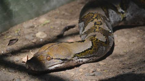 Morgantown Police Searching For 15 Foot Long Python