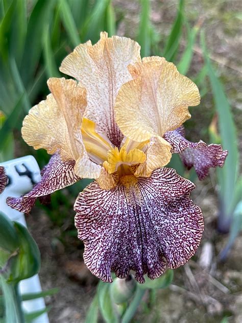 Temporal Anomaly Tall Bearded Iris Tb Exline Iris Garden