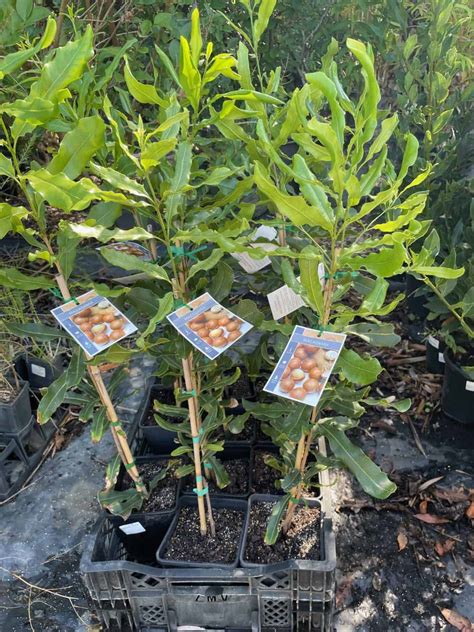 Macadamia Nut Tree Lakeside Plants And Nursery