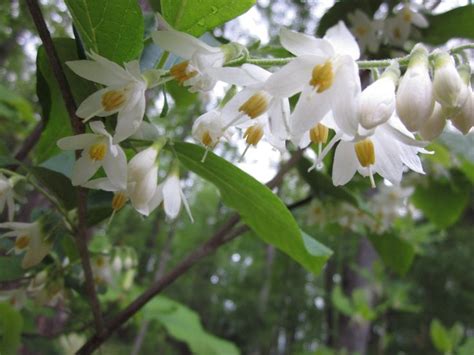 Styrax Snowbell In Flower Home Projects Flowers Projects