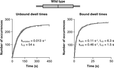 Under Equilibrium Conditions Tetrameric P53 Dynamically Binds Wild Type