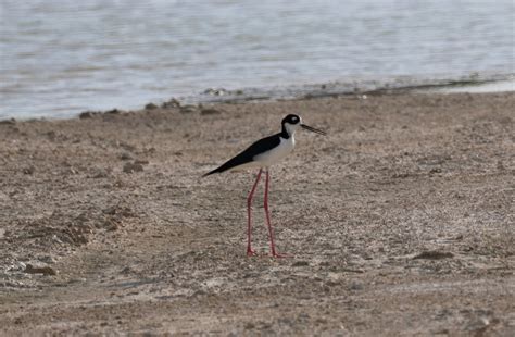Ebird Checklist 19 Jun 2023 Pope Paul Ii Blvd 12 Species