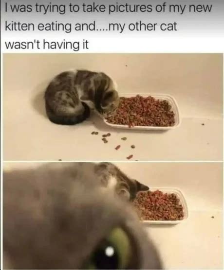 Cat Search Results Memedroid