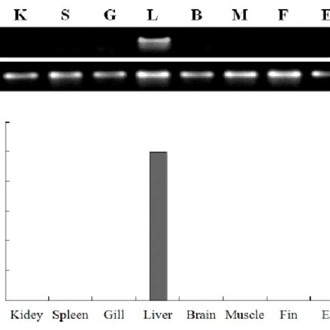 expression of complement component c3 gene at different developmental