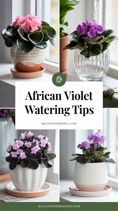7 African Violet Watering Tips African Violets Growing Plants