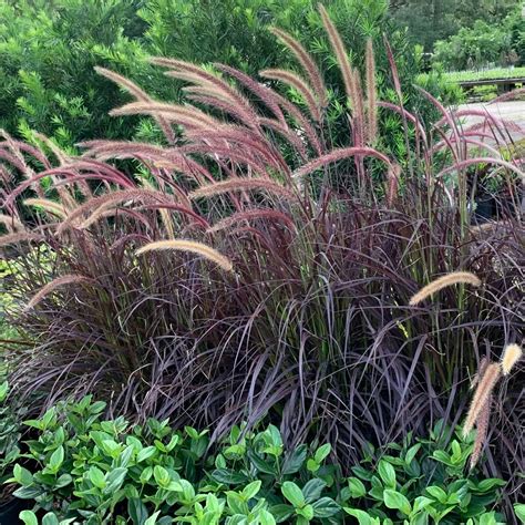 Burgundy Grasses For Landscaping Ornamental Grasses Care A Guide To