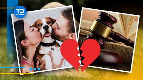 Puebla Busca Proteger A Las Mascotas En Divorcios Nueva Ley En Puerta
