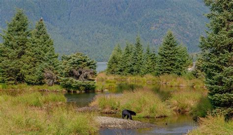 Bear Album On Imgur Bear Album On Imgur