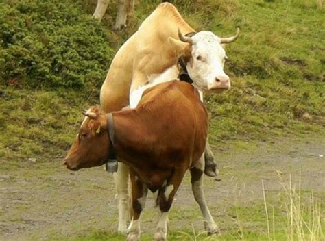 Create Meme Cattle Cattle Cow And Bull Pictures Meme