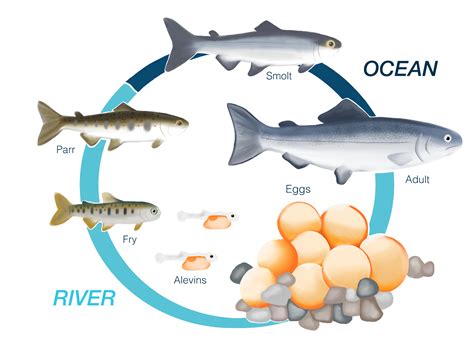 Salmon Life Cycle Explained