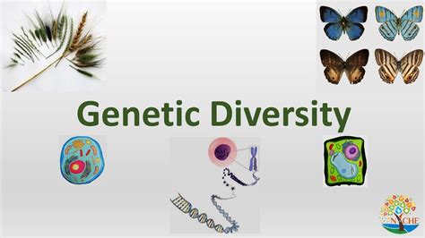 Genetic Diversity Examples What Is Genetic Biodiversity Genetic