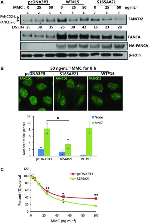 Functional Significance Of S165 Phosphorylation In Fabrca Pathway