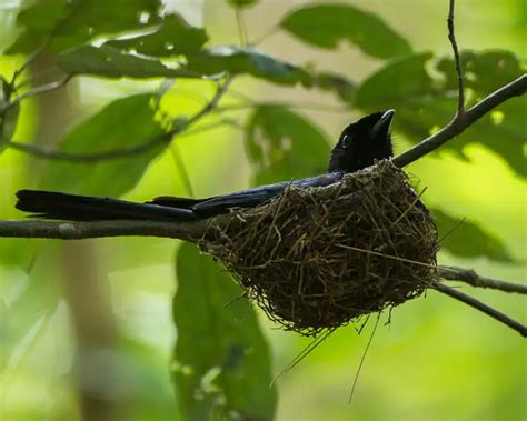 Lesser Racket Tailed Drongo Facts Diet Habitat And Pictures On