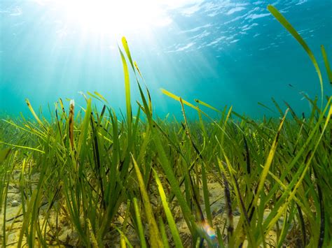 Project Solent Seascape Project