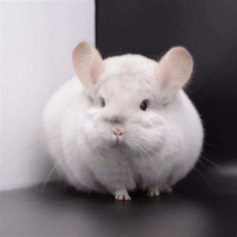 Aolin Zhang University Of Ottawa Ottawa Department Of Civil Engineering Research Profile