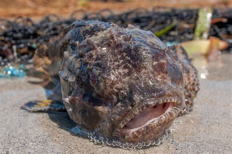 Ugly Fish The 20 Ugliest Fish In The Ocean With Photos Ultimate