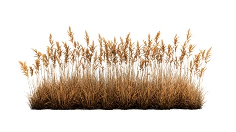 Brown Grass Pngs For Free Download