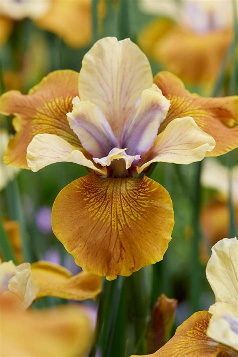Yellow Bearded Iris