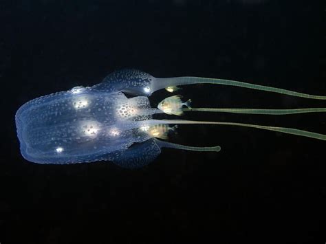 Box Jellyfish Worldatlas