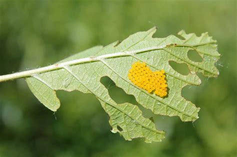 Yellow Garden Pests