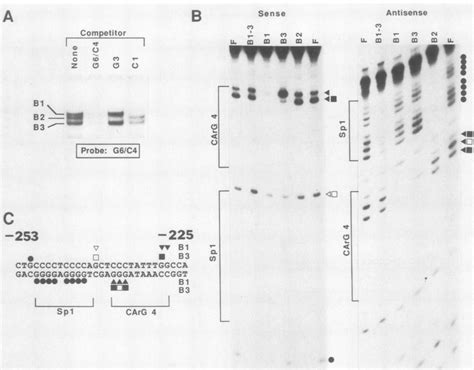 Gel Shift And Methylation Interference Analysis Of Protein Binding Near Download Scientific