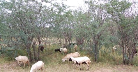 Mapme Initiative In Ethiopia Woody Vegetation Mapping
