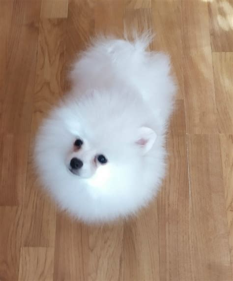 Красивая девочка белого померанского шпица 2 5 месяца Привита по возрасту Приучена к пеленке