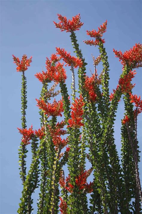Ocotillo Flower