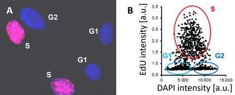 Edu Cell Proliferation Assay For Imaging