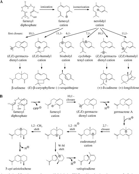 Figure 1 From Monoterpene And Sesquiterpene Synthases And The Origin Of