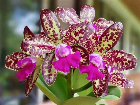 rlc yuan dung python passion fruit orchid s scent