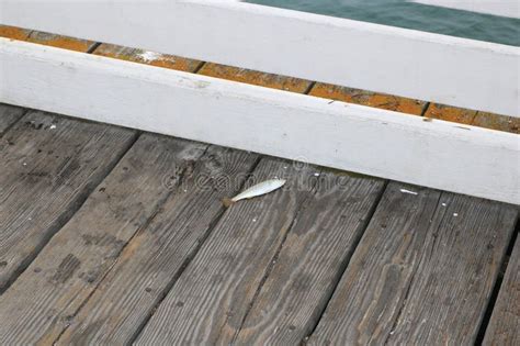 Small Scale Whiting Fish Stock Image Image Of Gray 321275043