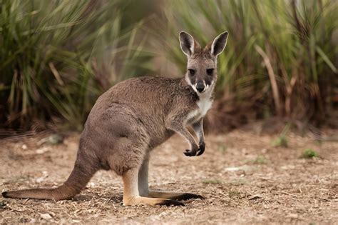Euro Wallaroo Captured In Natural Habitat Against Australian Bush Backdrop Premium Ai