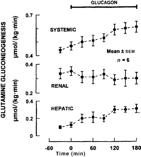 Effects Of Glucagon On Systemic Renal And Hepatic Glutamine