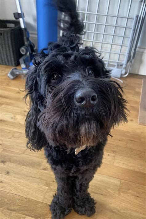 Black Cockapoo Guide Everything You Need To Know