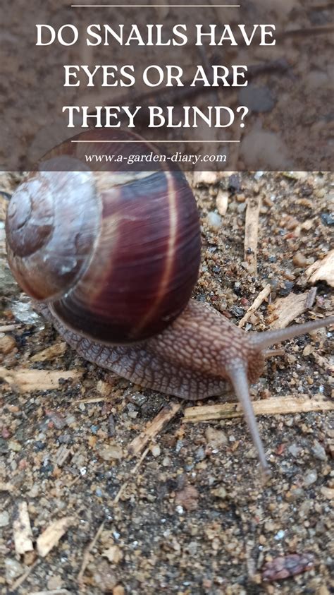 Do Snails Have Eyes Or Are They Blind Eyes Snail Sense Of Sight