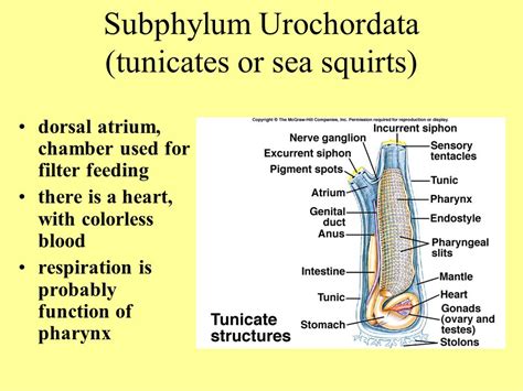 Subphylum Urochordata