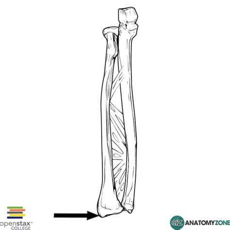 Styloid Process Of Radius Anatomyzone