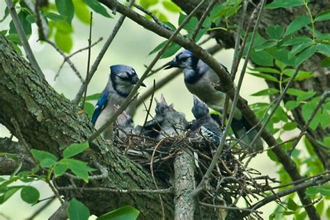 Dawn Chorus Blue Jay Babies