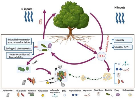 Progress on the Effect of Nitrogen on Transformation of Soil Organic Carbon