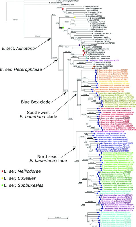 Maximum Likelihood Phylogeny Including All Samples Of Eucalyptus Sect