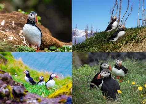 Weather In Iceland By Month Ultimate Guide For Travelers