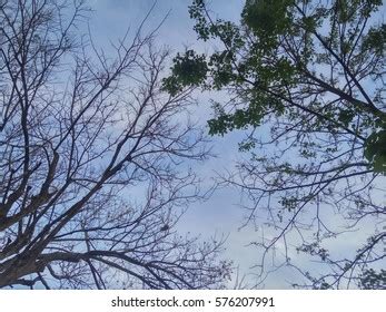 Opposite Leaves Picture With White Background Over Royalty Free Licensable Stock Photos